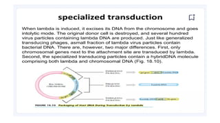 BACTERIA GENETICS taxonomy epidemiology morphology | PPT