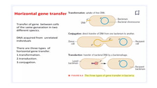 BACTERIA GENETICS taxonomy epidemiology morphology | PPT