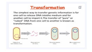 BACTERIA GENETICS taxonomy epidemiology morphology | PPT
