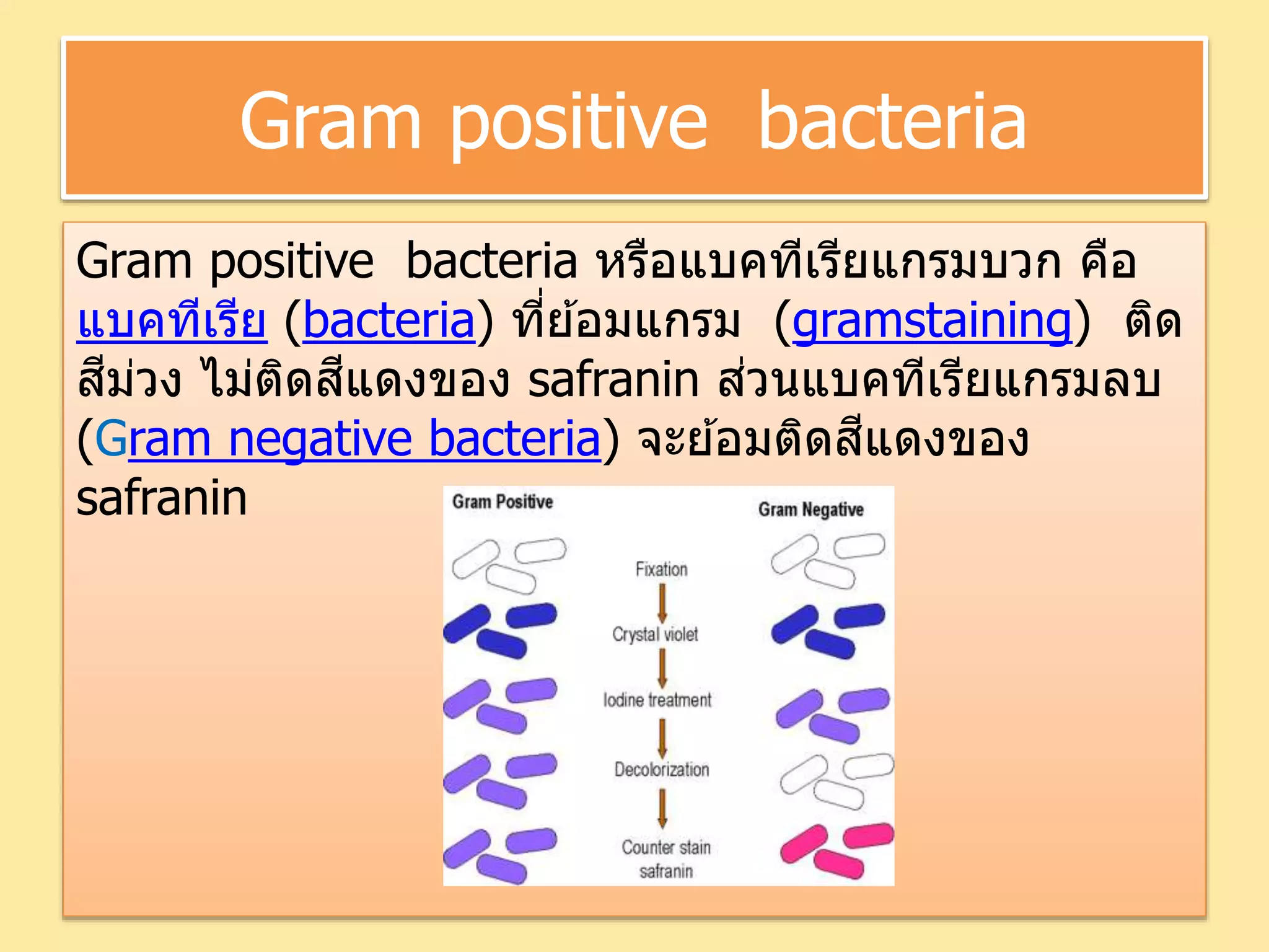 Bacteria gram positive bacilli | PPTX