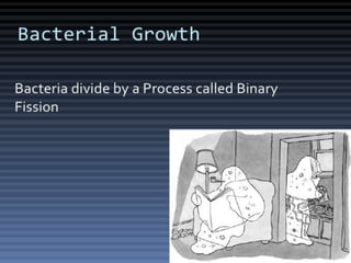 Bacterial growth | PPT