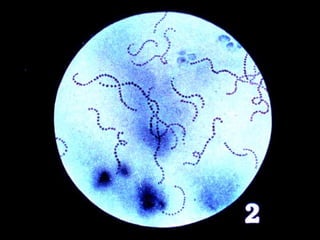 Microscopic Identification of bacterial species | PPT