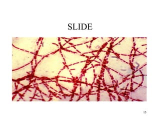 Microscopic Identification of bacterial species | PPT