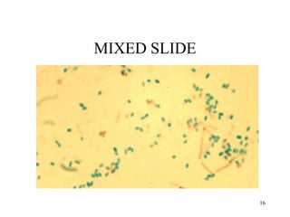 Microscopic Identification of bacterial species | PPT