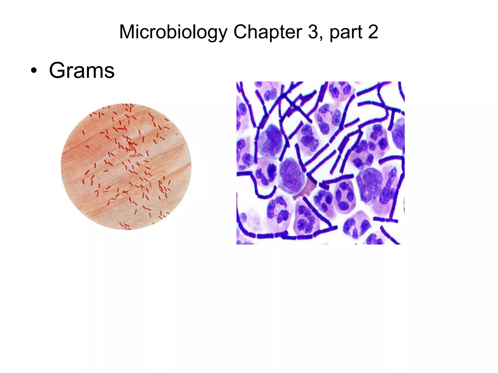 bacteria identificationppt.ppt