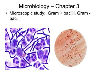 bacteria identificationppt.ppt