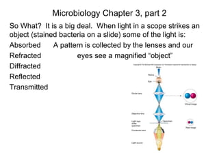 bacteria identificationppt.ppt