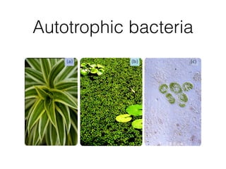 Autotrophic Bacteria