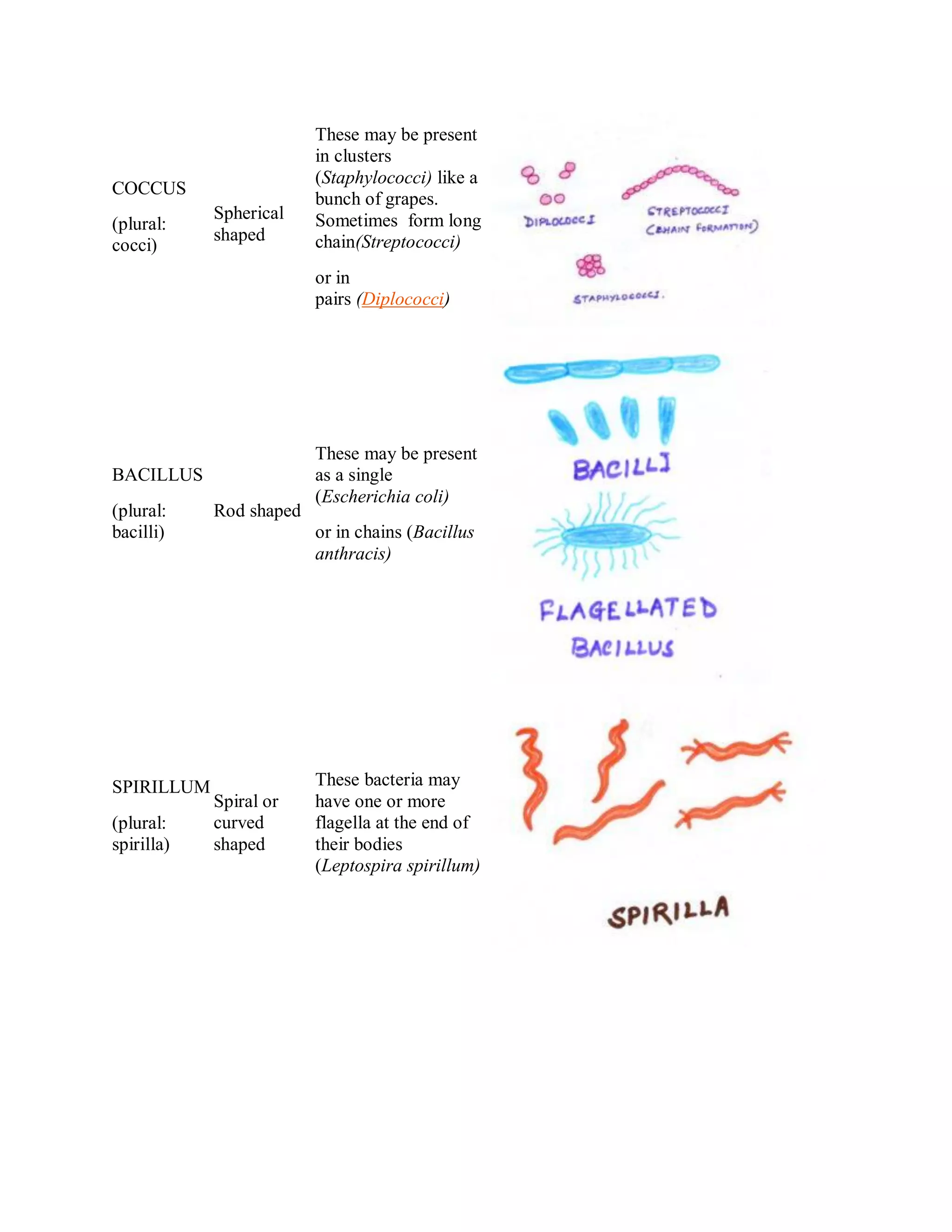 BACTERIA IMAGES.pdf