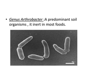 Bacteria in food science | PPTX