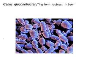 Bacteria in food science | PPTX