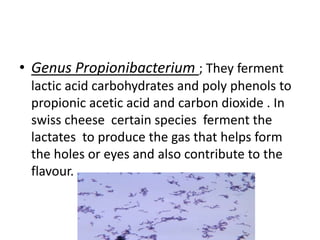 Bacteria in food science | PPTX