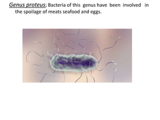 Bacteria in food science | PPTX