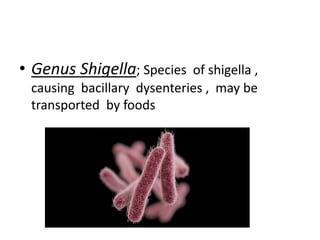 Bacteria in food science | PPTX