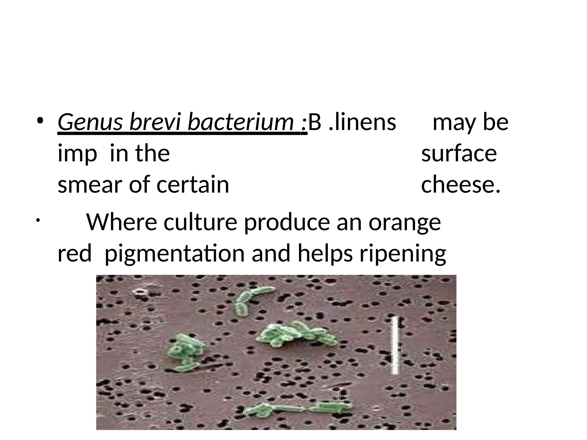 Bacteria in food science - Role of bacteria in food science | PPT