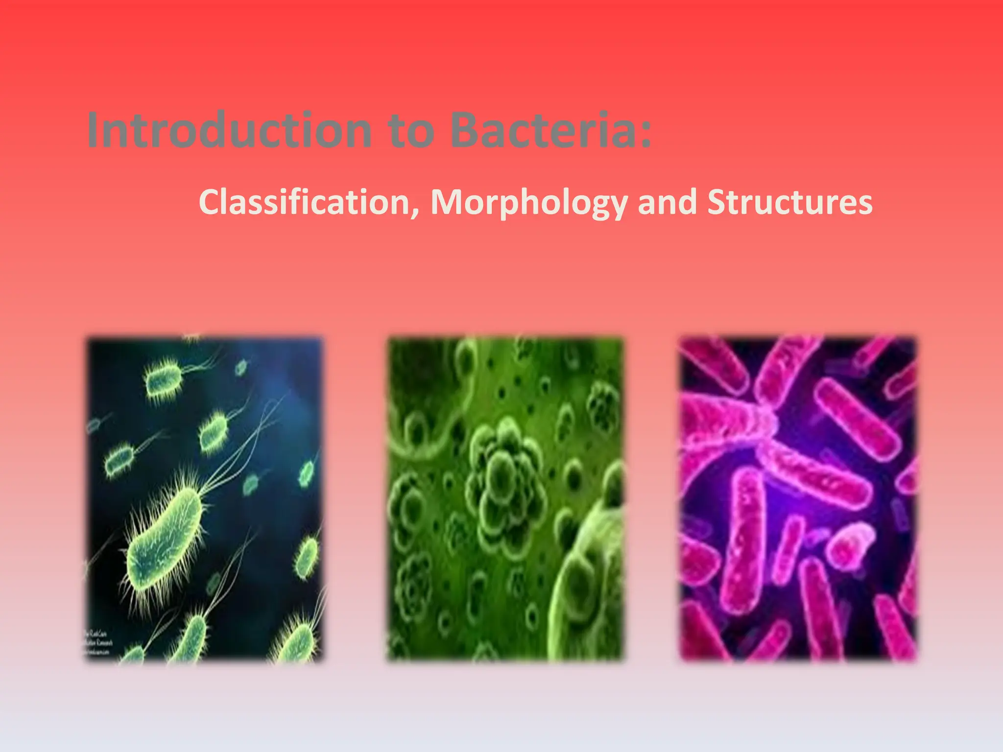 bacteria intro including the types of bactera | PPT