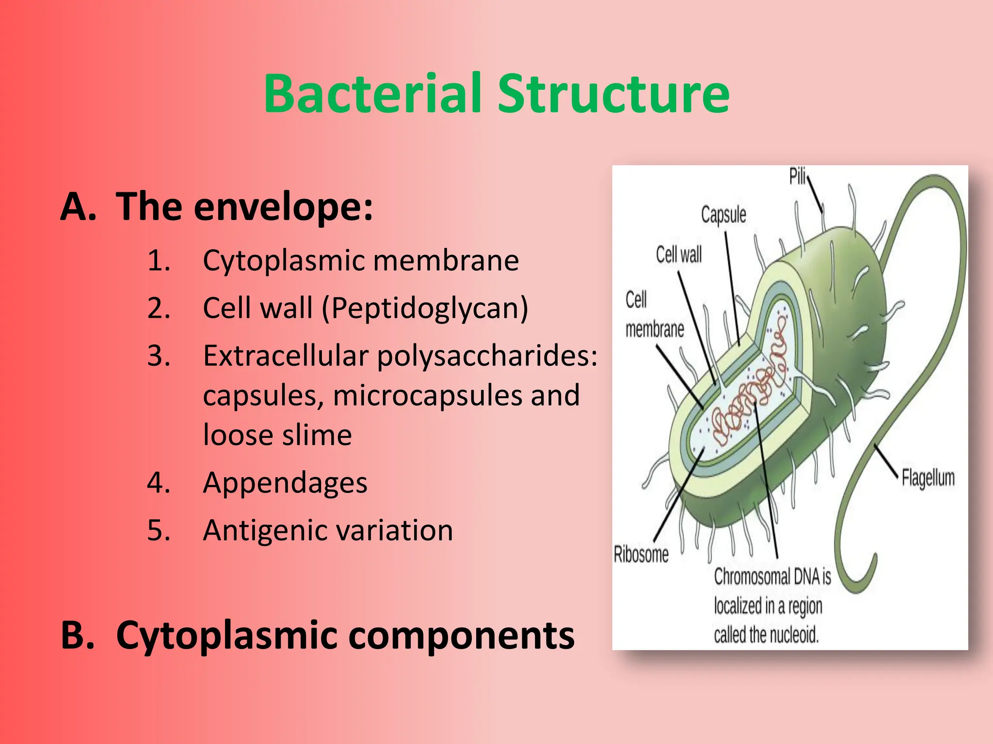 bacteria intro including the types of bactera | PPT