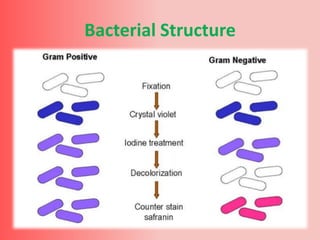 bacteria intro including the types of bactera | PPT
