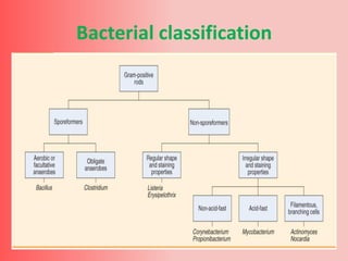 bacteria intro including the types of bactera | PPT