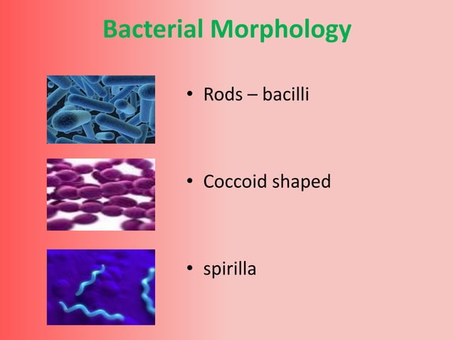 bacteria intro including the types of bactera | PPT