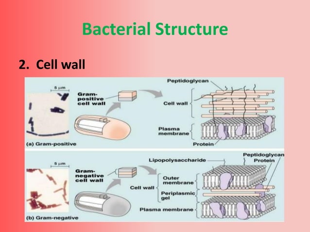 bacteria intro including the types of bactera | PPT