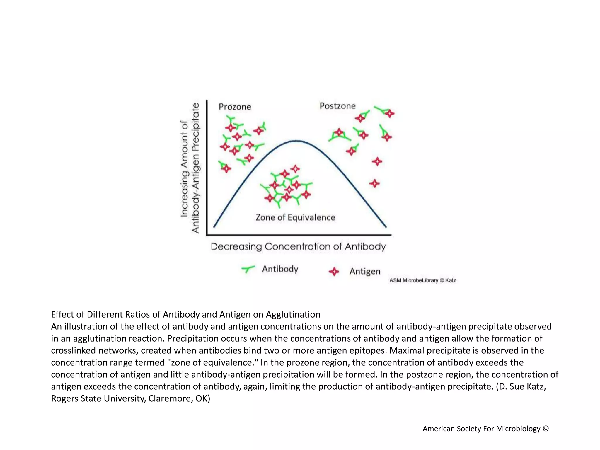 BACTERIAL-AGGLUTINATION.pptx