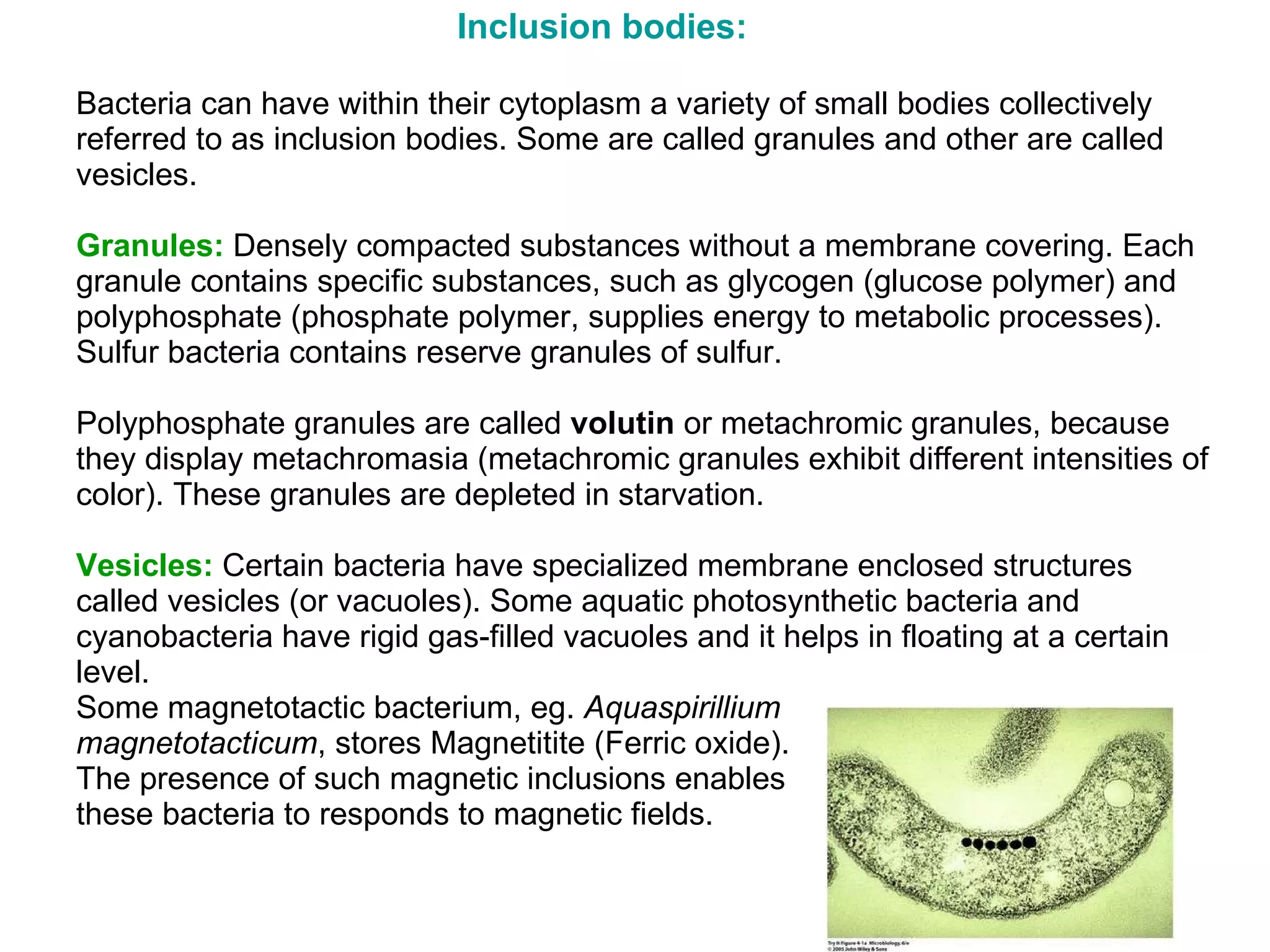 Bacterial Cell | PPT