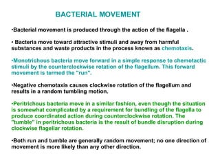 Bacterial Cell | PPT