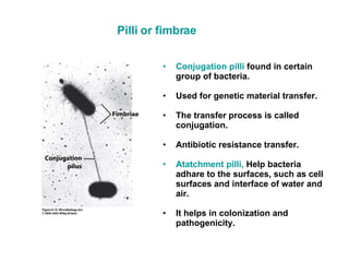 Bacterial Cell | PPT