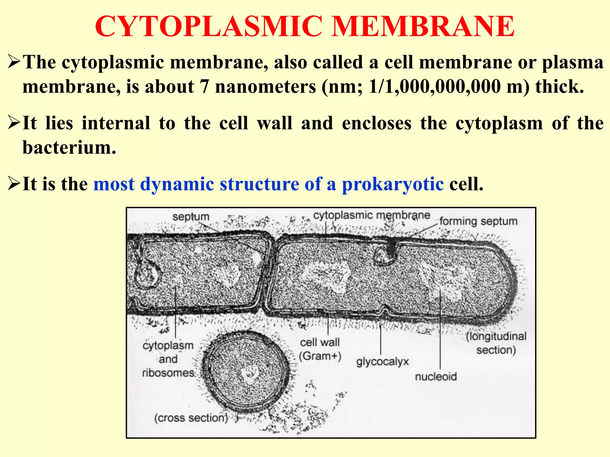 Bacterial-cell-membrane.pdf