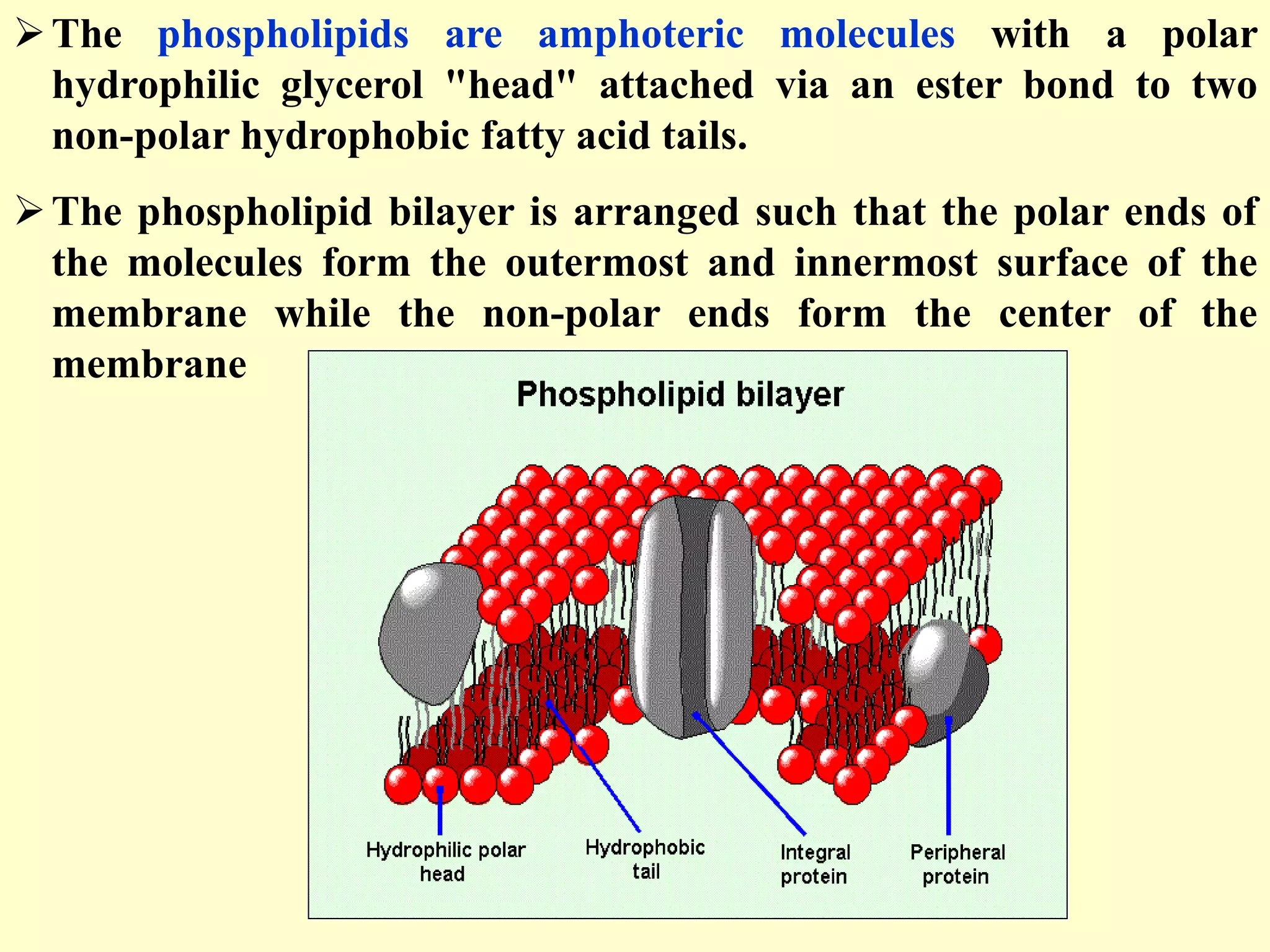 Bacterial-cell-membrane.pdf