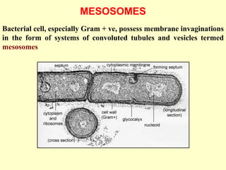 Bacterial-cell-membrane.pdf
