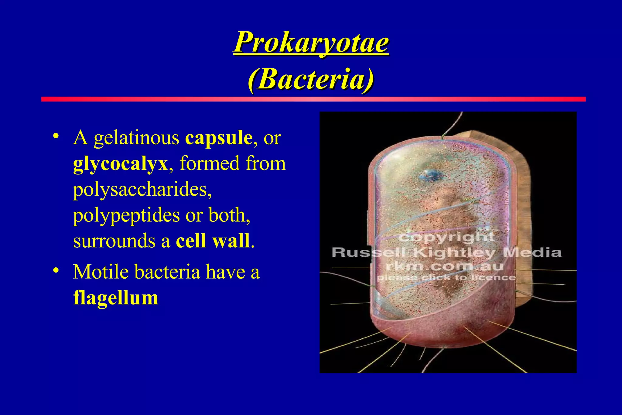 Bacterial Cell Structure | PPT