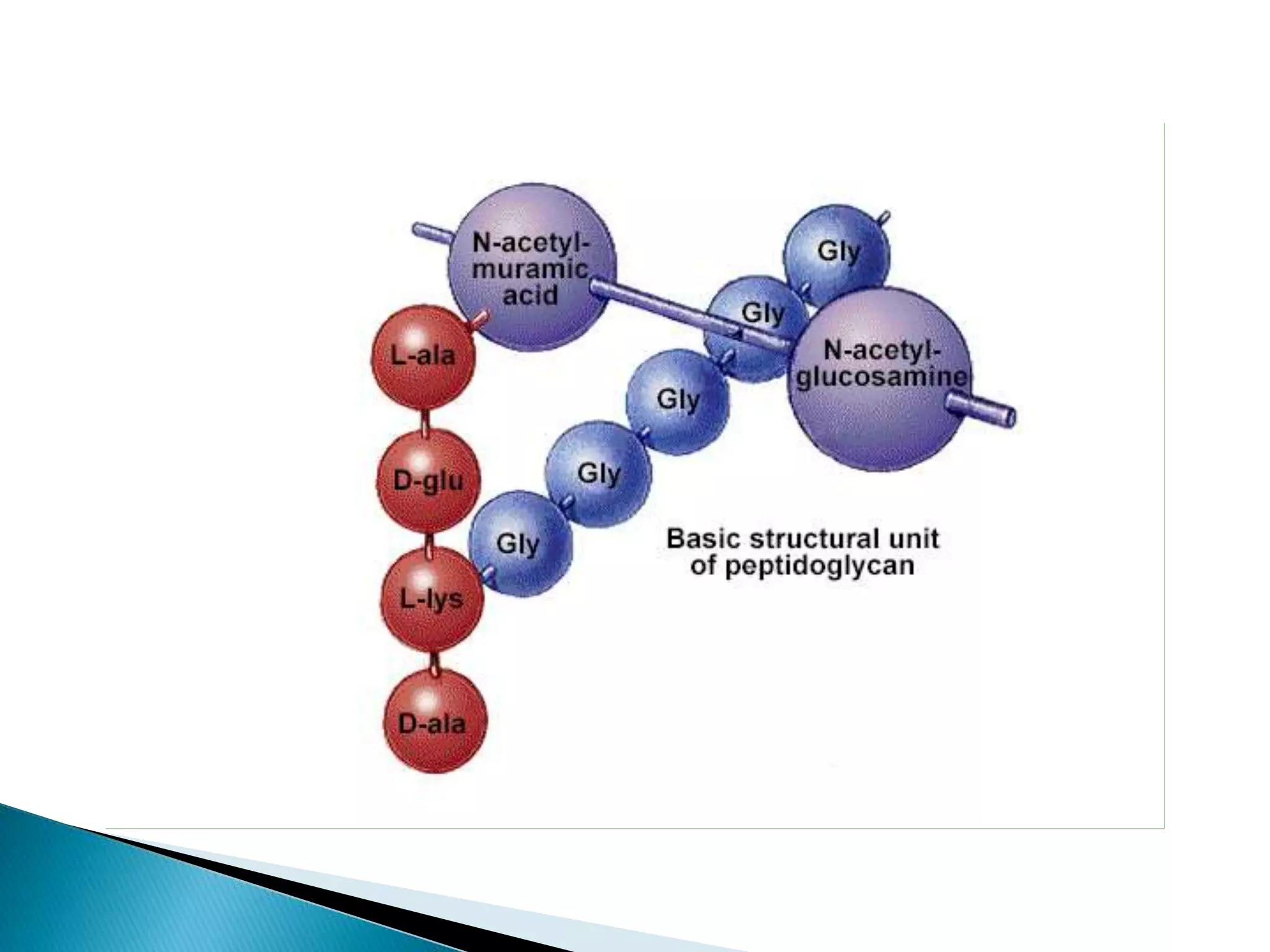 Bacterial Cell Structure Function Pptx Biological Sciences Science