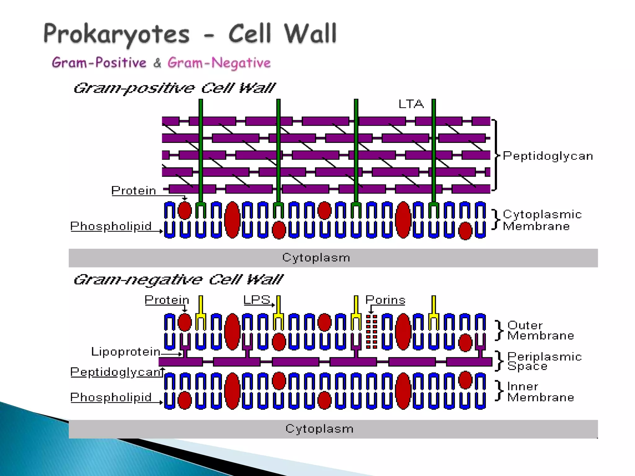 Bacterial-Cell-Structure-Function.pptx