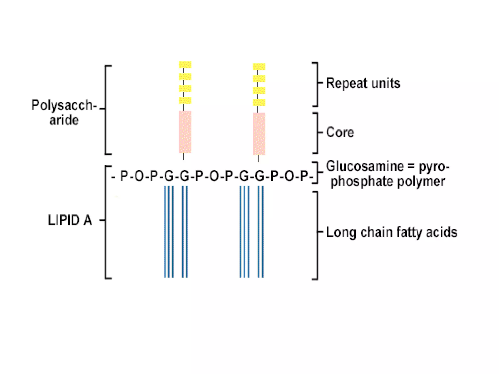 Bacterial Cell Structure Function Pptx