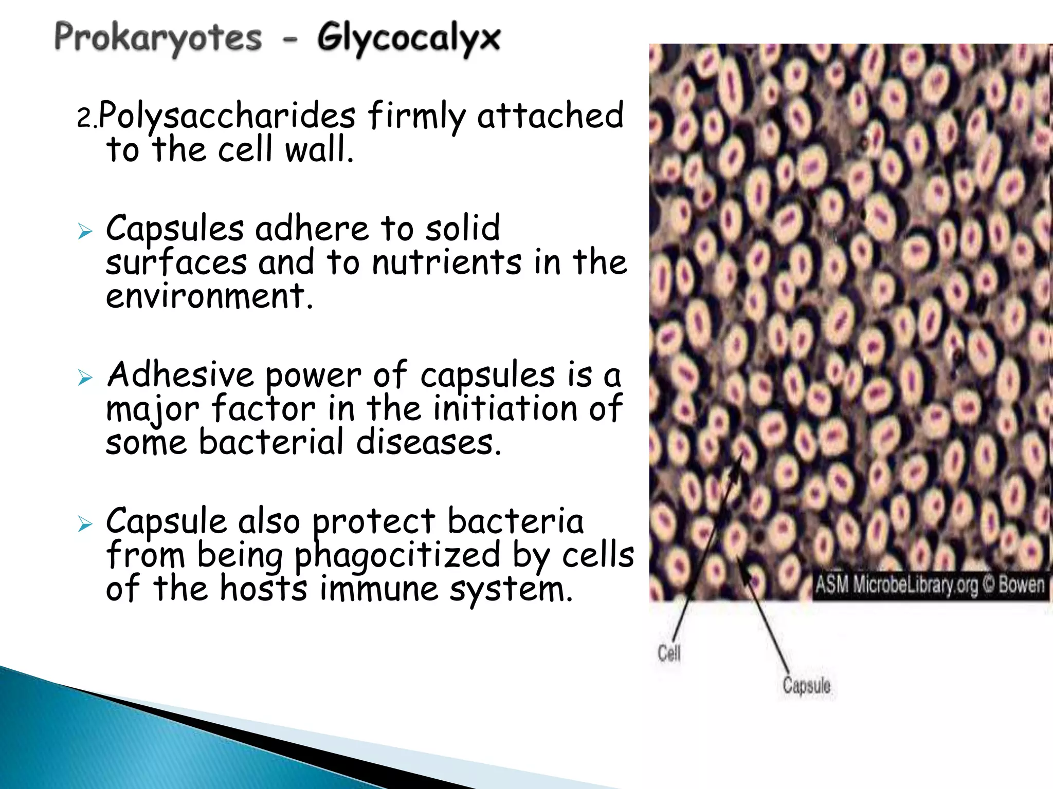 Bacterial-Cell-Structure-Function.pptx
