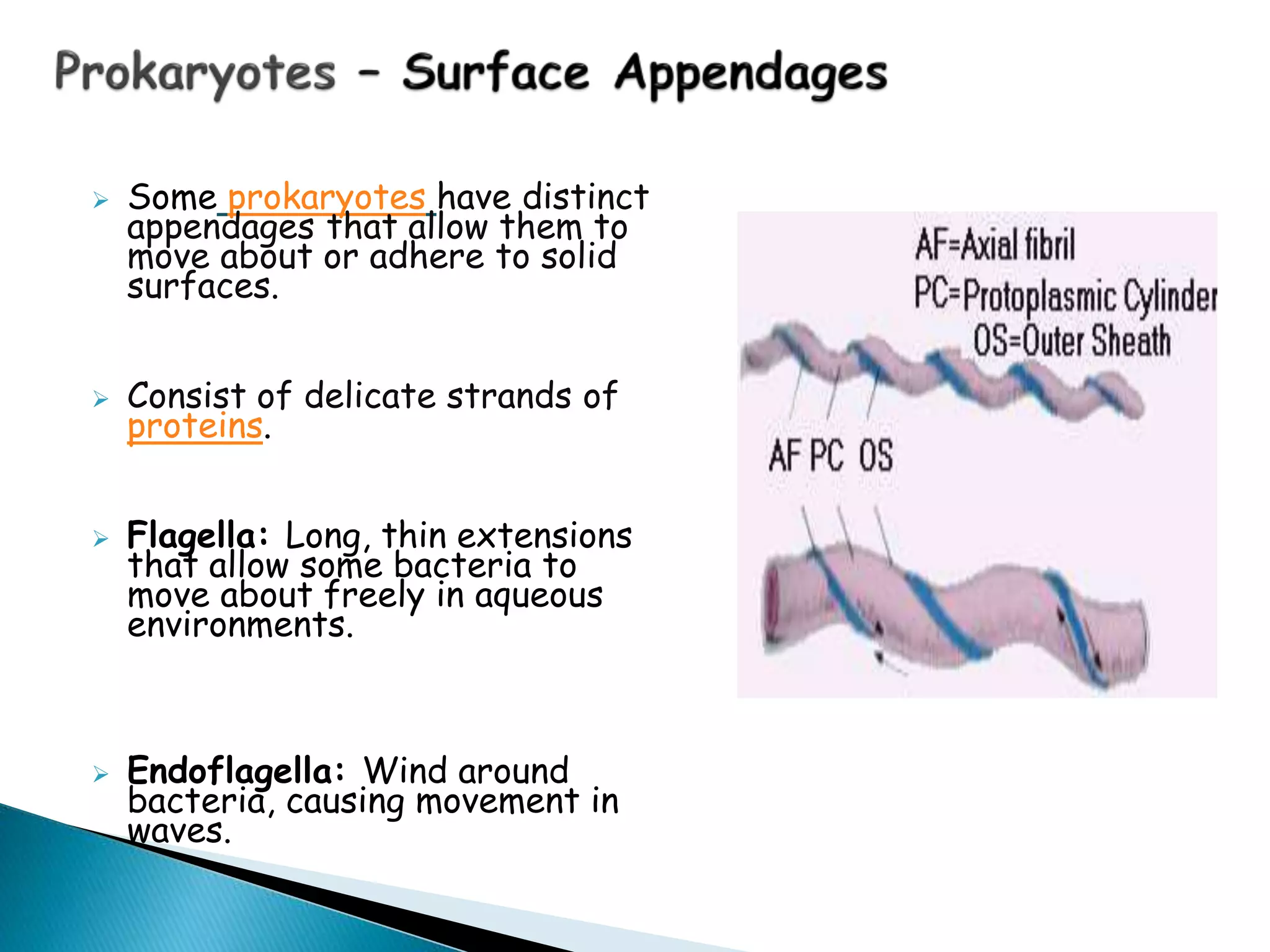 Bacterial-Cell-Structure-Function.pptx