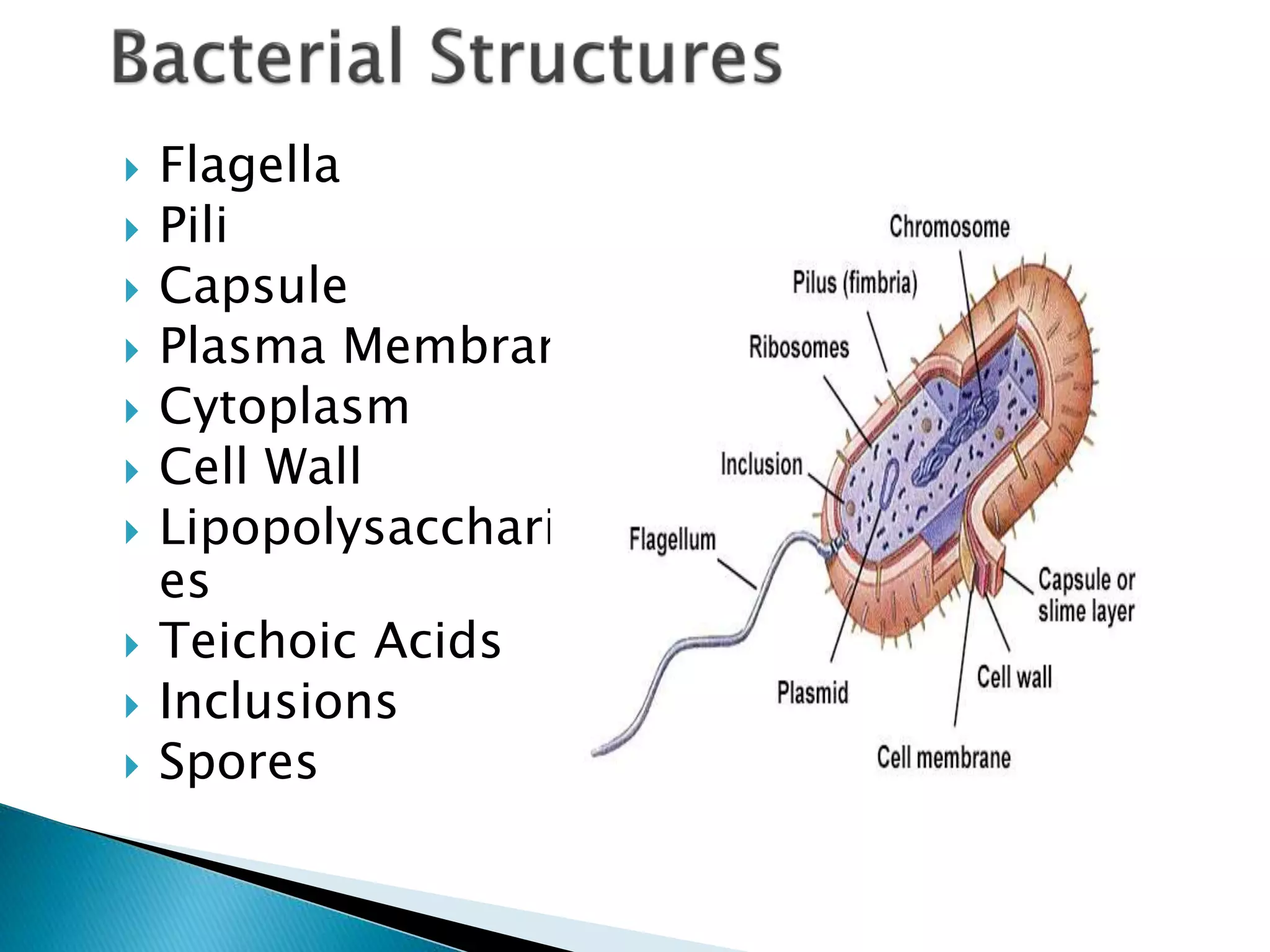 Bacterial-Cell-Structure-Function.pptx | Biological Sciences | Science