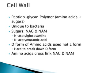 Bacterial-Cell-Structure-Function.pptx