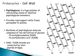 Bacterial-Cell-Structure-Function.pptx