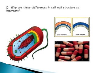 Bacterial-Cell-Structure-Function.pptx