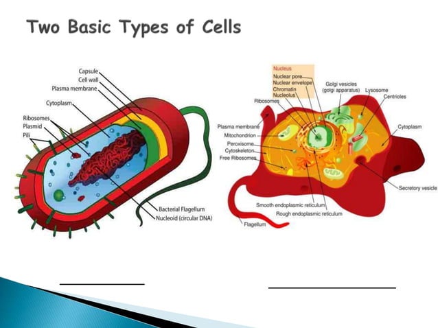 Bacterial-Cell-Structure-Function.pptx | Biological Sciences | Science