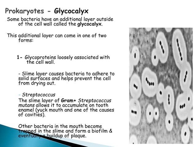Bacterial-Cell-Structure-Function.pptx | Biological Sciences | Science