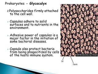 Bacterial-Cell-Structure-Function.pptx