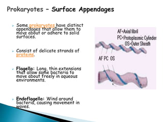 Bacterial-Cell-Structure-Function.pptx