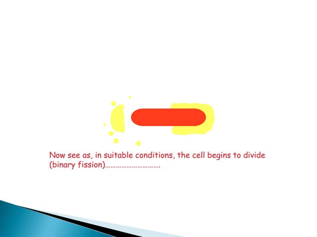 Bacterial-Cell-Structure-Function.pptx | Biological Sciences | Science