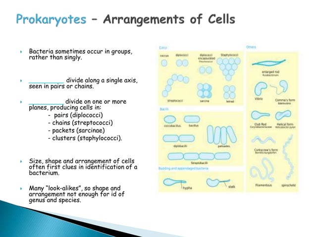 Bacterial-Cell-Structure-Function.pptx | Biological Sciences | Science