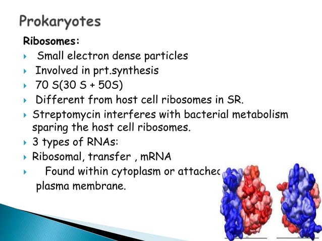 Bacterial-Cell-Structure-Function.pptx | Biological Sciences | Science