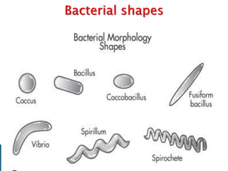Bacterial-Cell-Structure and morphology.pdf
